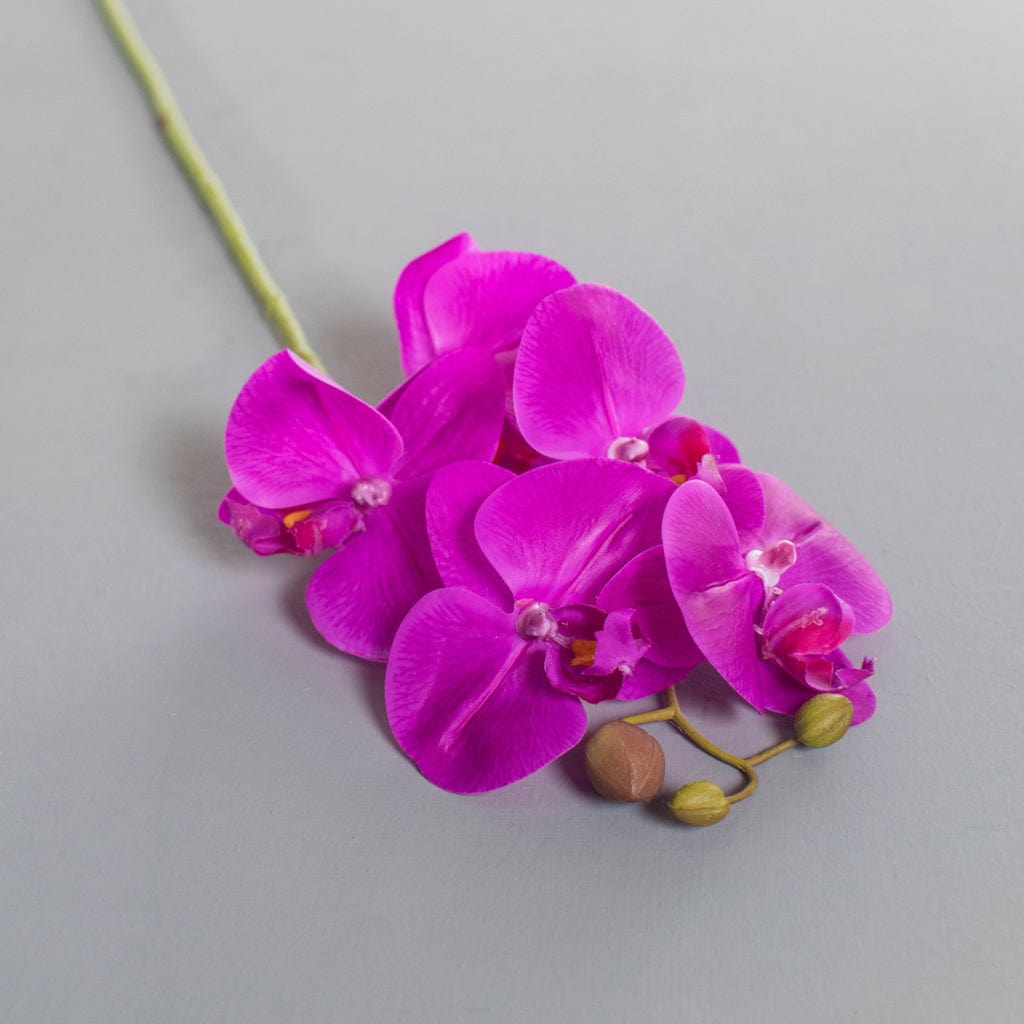 SF Orchid Phal Dk Pink Real Touch GB 60cm – House of Isabella UK
