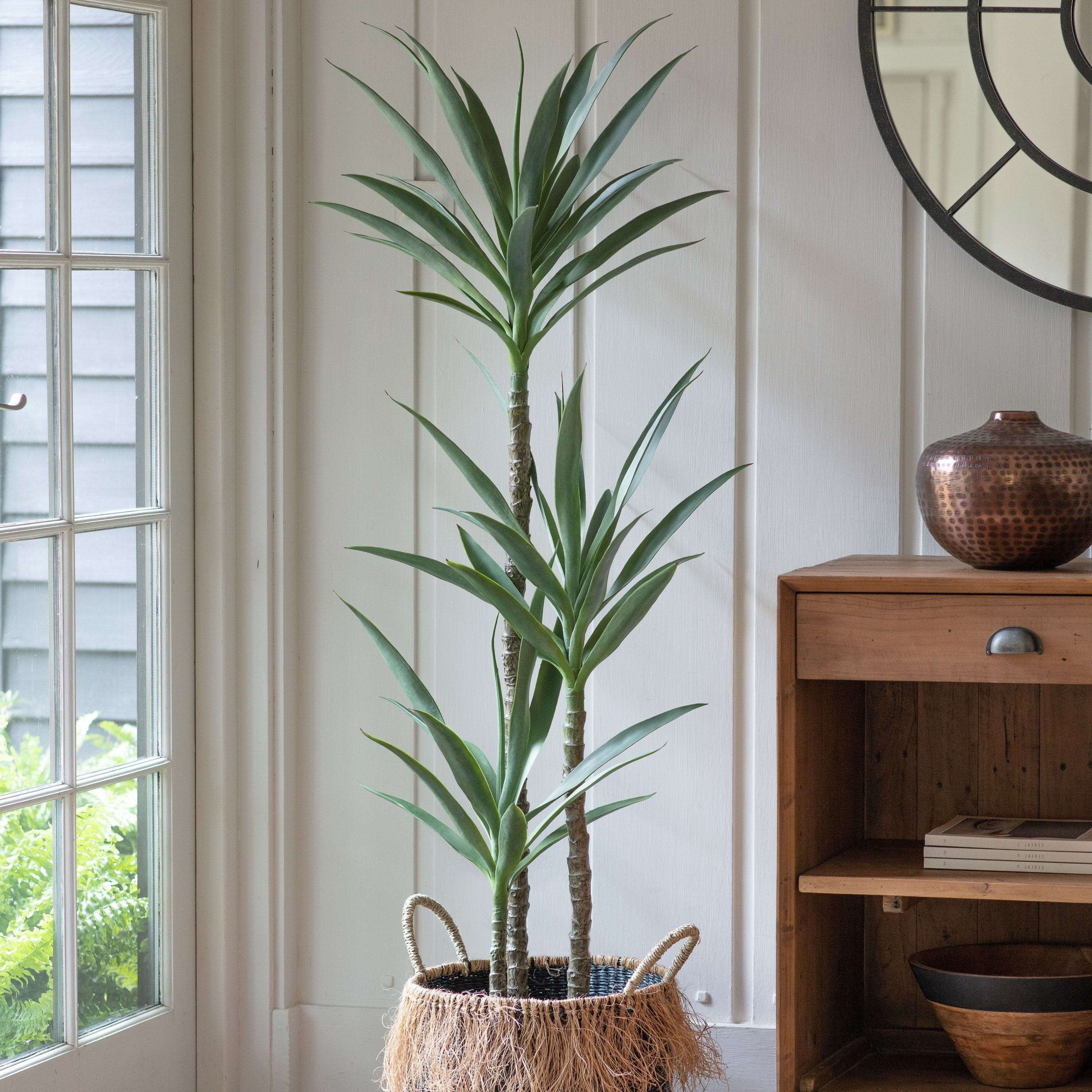 Yucca Tree with 3 Heads – House of Isabella UK